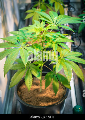 Small cannabis plants Stock Photo - Alamy