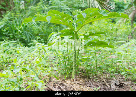 Green Konjac tree (Amorphophallus konjac) in the forest, also known as ...