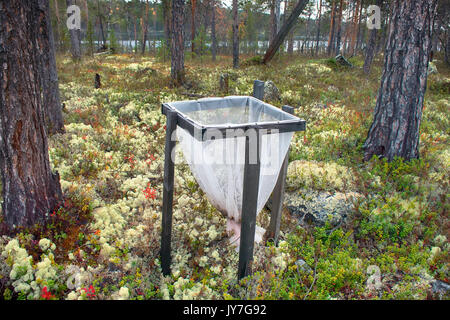 Science, bionomics, forest ecology, forestry. Forest leaf litter ...
