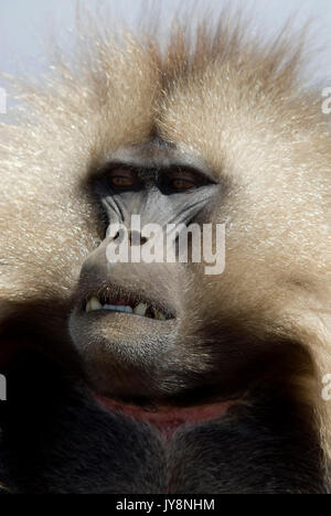 Gelada Baboon (Theropithecus gelada) male calling, Simien Mountain ...