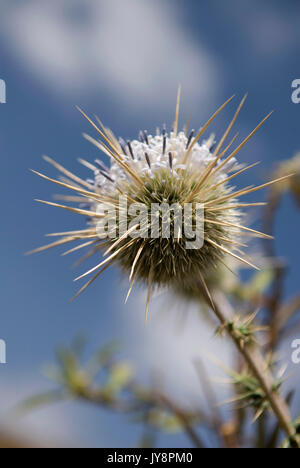 Flowering Thistle Plant, Simien Mountains National Park, Ethiopia ...