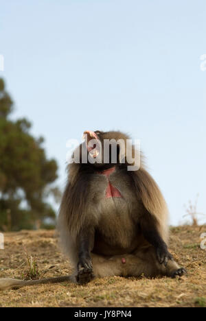 Male gelada baboon (Theropithecus gelada) showing threat display by ...