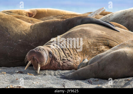 Sleepy male walrus (Odobenus rosmarus) resting on beach and scratching ...
