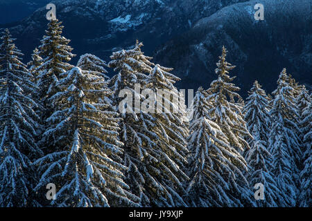 Trees covered of snow, Orobie Alps, Lombardy, Italy Stock Photo - Alamy
