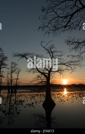 Cypress trees silhouettes at sunset on Reelfoot Lake Stock Photo - Alamy