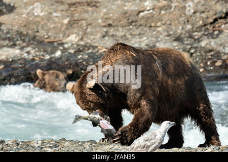 A large adult grizzly bear rips apart a chum salmon caught in the upper ...