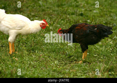 Two are ready to fight. Fighting Chicken Stock Photo - Alamy