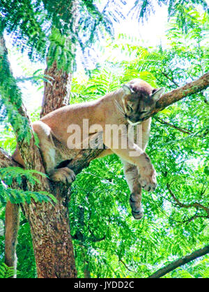 mountain lion, catamount, panther and painter, Cougar, Silberlöwe ...