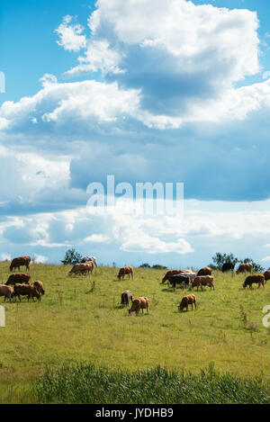 Brown cows on green field and blue sky with cumulus clouds in Latvia ...