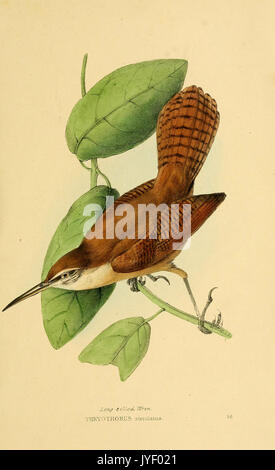 A selection of the birds of Brazil and Mexico, the drawings 1841. birds ...