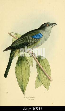 A selection of the birds of Brazil and Mexico : the drawings London :H ...