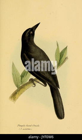 A selection of the birds of Brazil and Mexico : the drawings London :H ...