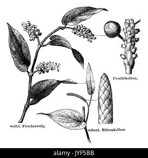 Cubeb or Java pepper, Piper cubeba (Cubeba officinalis ...