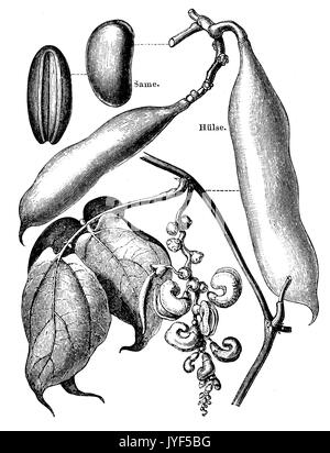 Calabar bean or ordeal bean, Physostigma venenosum. Handcoloured ...