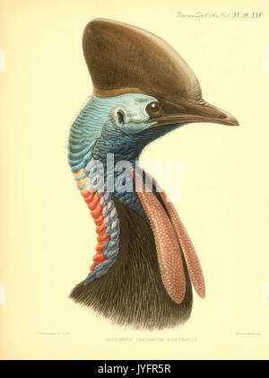 The helmeted cassowary (Casuarius casuarius) is a large flightless bird ...