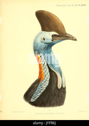 Casuarius, cassowaries, ratites, bird monograph, bird classification ...