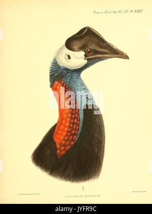 Casuarius, cassowaries, ratites, bird monograph, bird classification ...