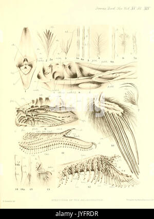 A monograph of the genus Casuarius (Pl. XLV Stock Photo - Alamy