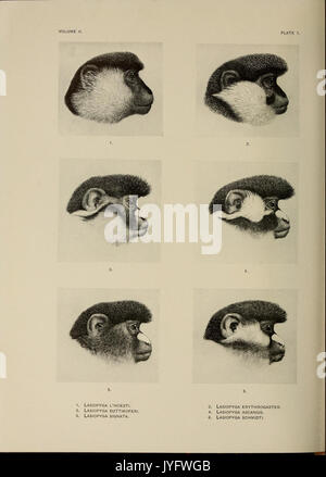 A review of the primates: An analysis of primate species, their ...