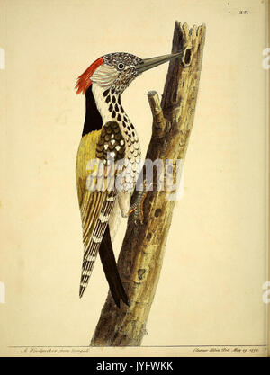A natural history of birds, Birds Early works to 1800 Pictorial works ...