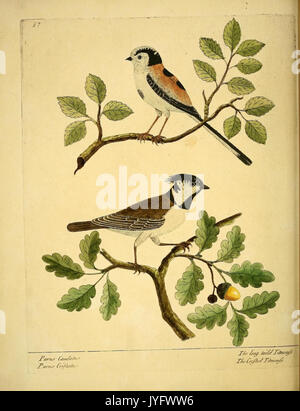 A natural history of birds (Numb. LVII) ,Birds Early works to 1800 ...