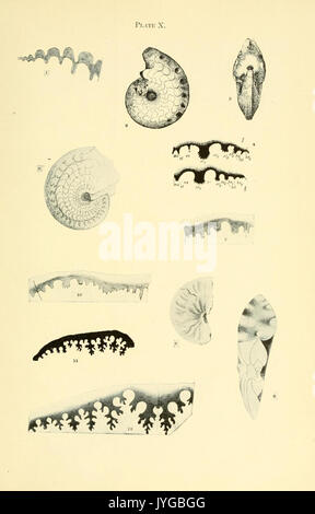 *Acceleration of Development in Fossil Cephalopoda* (1914) examines the ...