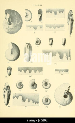 Acceleration, of, development, in, fossil, Cephalopoda, Stanford ...