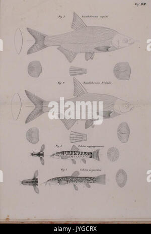 This illustration from the Smithsonian depicts various fish species ...