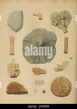 A pictorial atlas of fossil remains (Plate 66 Stock Photo - Alamy