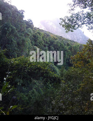 5 Indigenous forest on Devils Peak Cape Town Stock Photo - Alamy