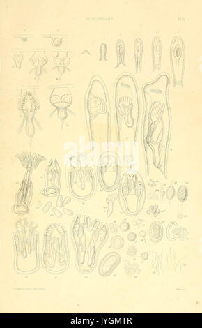 . Fresh-water biology. Freshwater biology. 8 (3, 11) Cell-division in ...