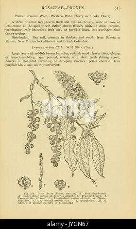 . The natural history of plants. Botany. 276 NATUBAL HISTOBY OF PLANTS ...