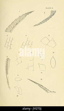 . A brief general account of fossil fishes : the Triassic fishes of New ...