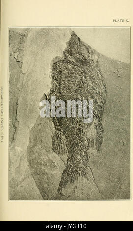 . A brief general account of fossil fishes : the Triassic fishes of New ...