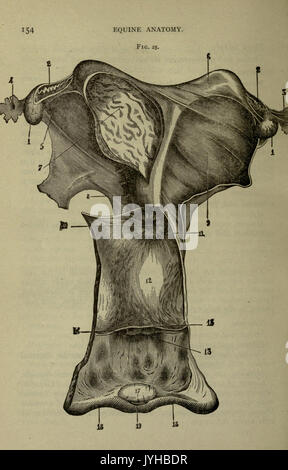 . A compend of equine anatomy and physiology. Horses; Horses -- Anatomy ...