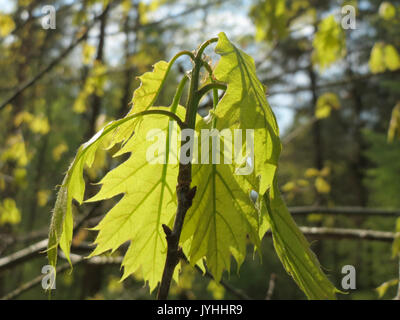 Quercus rubra, commonly known as the Northern Red Oak, is a deciduous ...