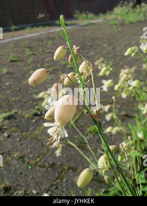 Silene vulgaris, bladder campion, plant species of the genus Silene of ...