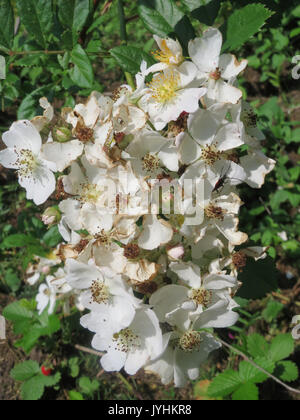 White climbing Hybrid Multiflora rose (Rosa) Rambling Rector blooms in ...