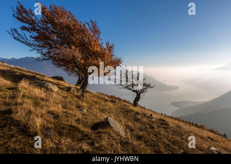 Three beech trees with Lake Como on the background. Alto Lario, Como ...