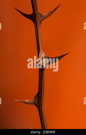 Selective focus of thorny bush in a field against a blurred background ...