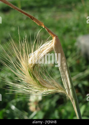 Hordeum murinum, commonly known as wall barley or false barley Stock ...
