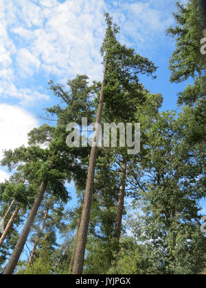 Timber Management - Types, Western Trees. Photographs Relating to ...