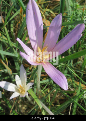 perennial Autumn Crocus flowers or Colchicum in Leningrad region ...