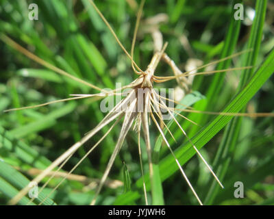 Hordeum murinum, commonly known as mouse barley, is a grass species ...