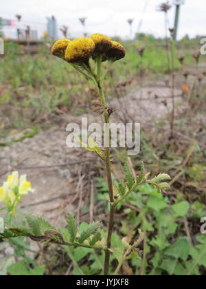 Tansy Tanacetum - perennial herbaceous plants Compositae Asteraceae ...