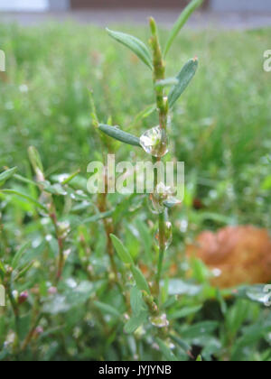 Polygonum aviculare, common knotgrass, prostrate knotweed, birdweed ...