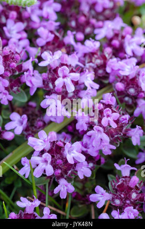 Violet flowers of Wild thyme, Thymus pulegioides, Labiatae Stock Photo ...