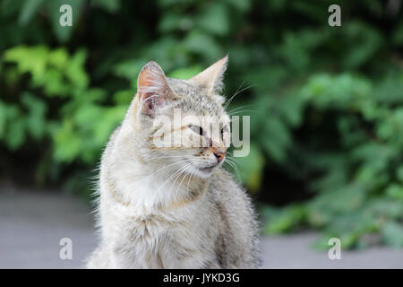 cat infected with feline herpesvirus - Feline viral rhinotracheitis or ...