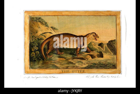 28, Otter, Charles Catton's Animals (1788 Stock Photo - Alamy