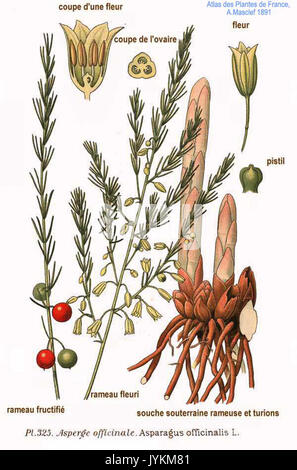 325 Asparagus officinalis L Stock Photo - Alamy